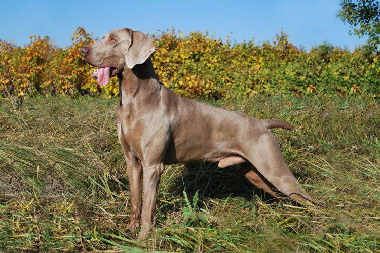 Weimarsky stavač | PES PRE ŽIVOT