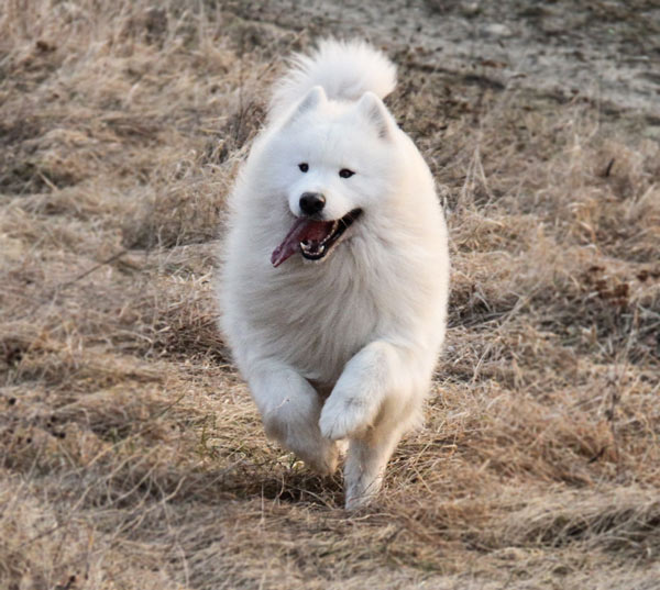Samojed | PES PRE ŽIVOT