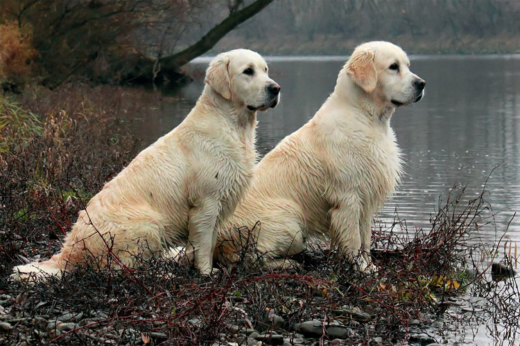 Zlatý retriever | PES PRE ŽIVOT