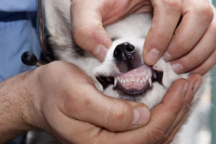 PES a jeho 42 zubov… | PES PRE ŽIVOT