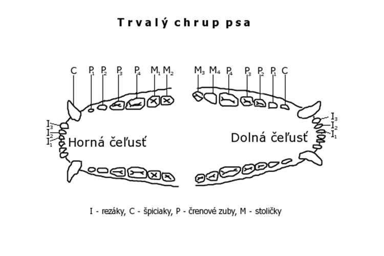 PES a jeho 42 zubov… | PES PRE ŽIVOT