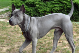 PES PRE ŽIVOT | Pes pre život nie pre biznis